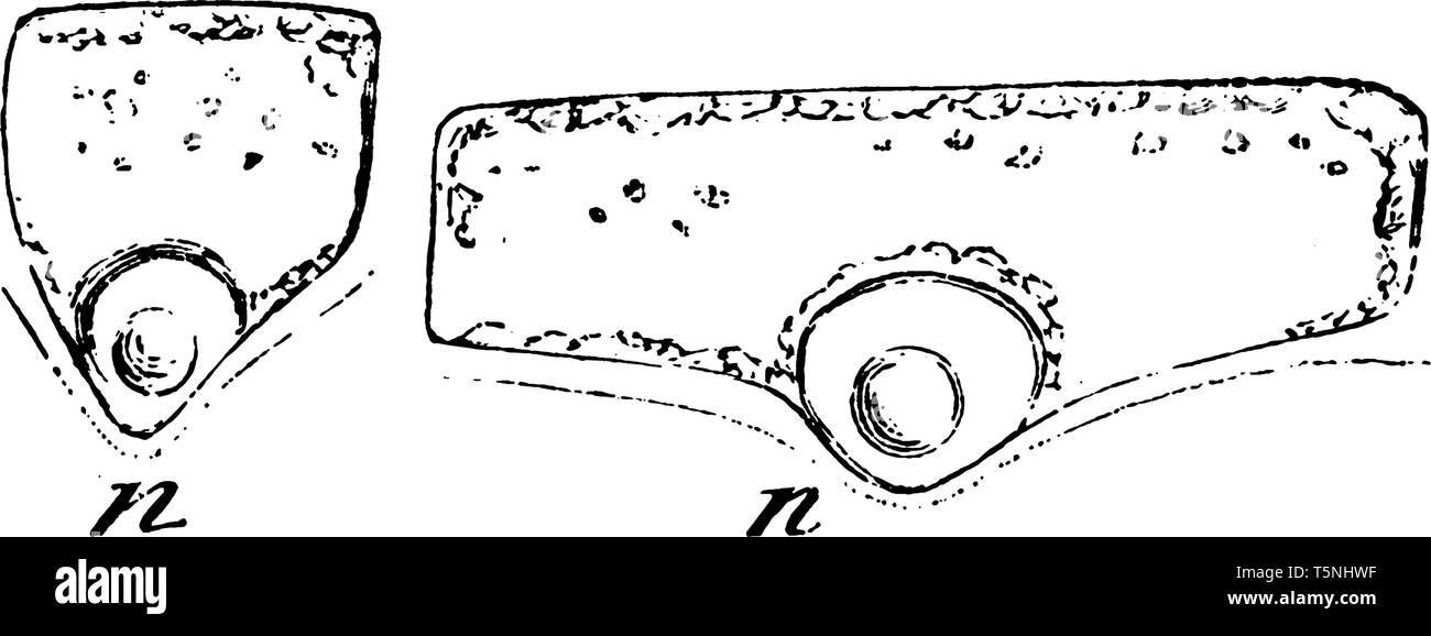The painted nectar cells have increased 1000 diameter. Necteriferous ...