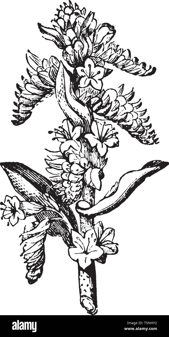 Borage leaves Stock Vector Images - Alamy