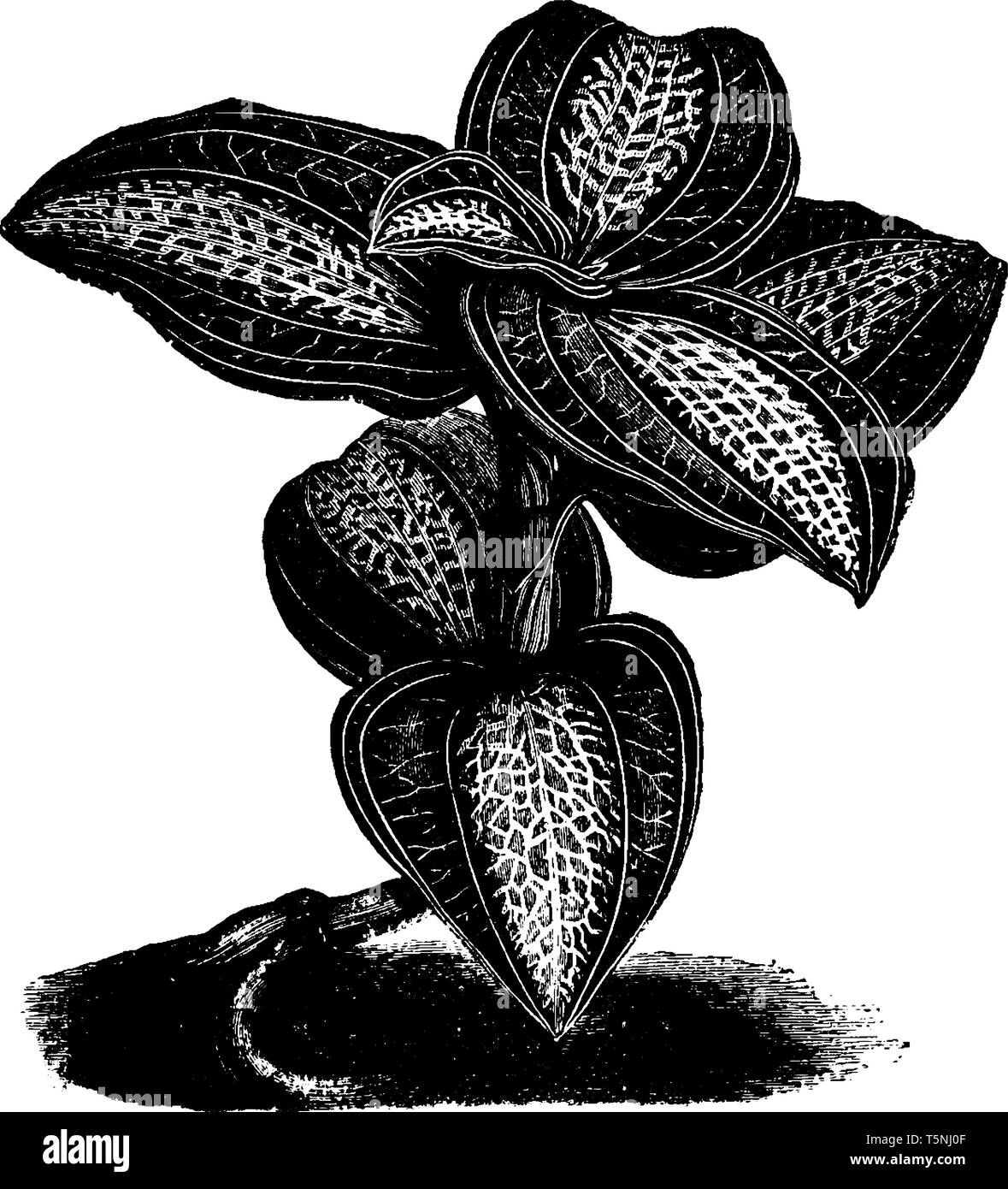 A picture is showing a plant of Ancectochilus Friderici-Augusti. The ...