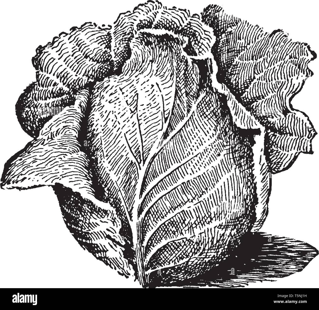 This is image of cabbage which has conical shape and the leaves are ...