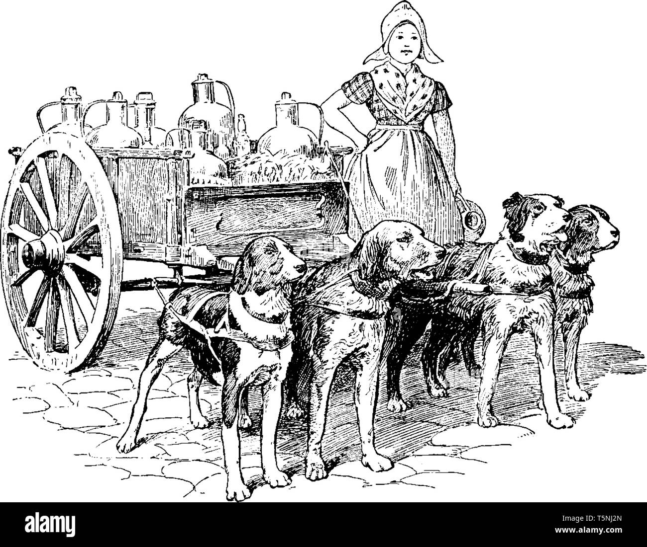 Dogs Pulling Wagon full of jugs for a Dutch girl, vintage line drawing ...