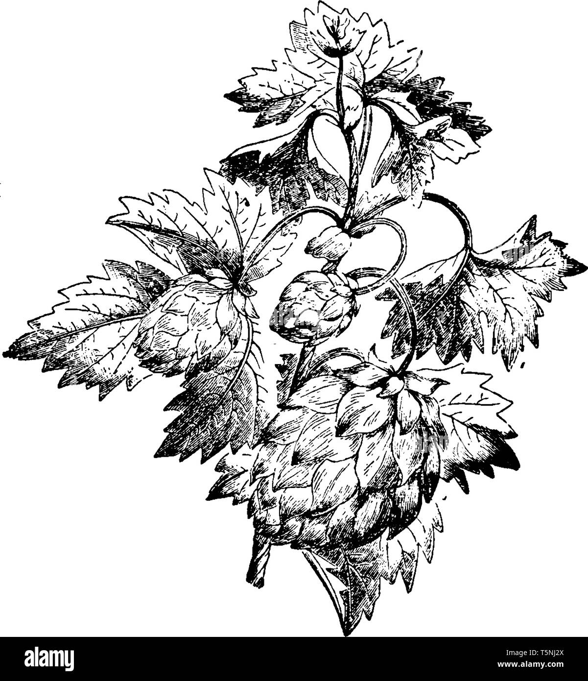 Adding hops Stock Vector Images - Alamy