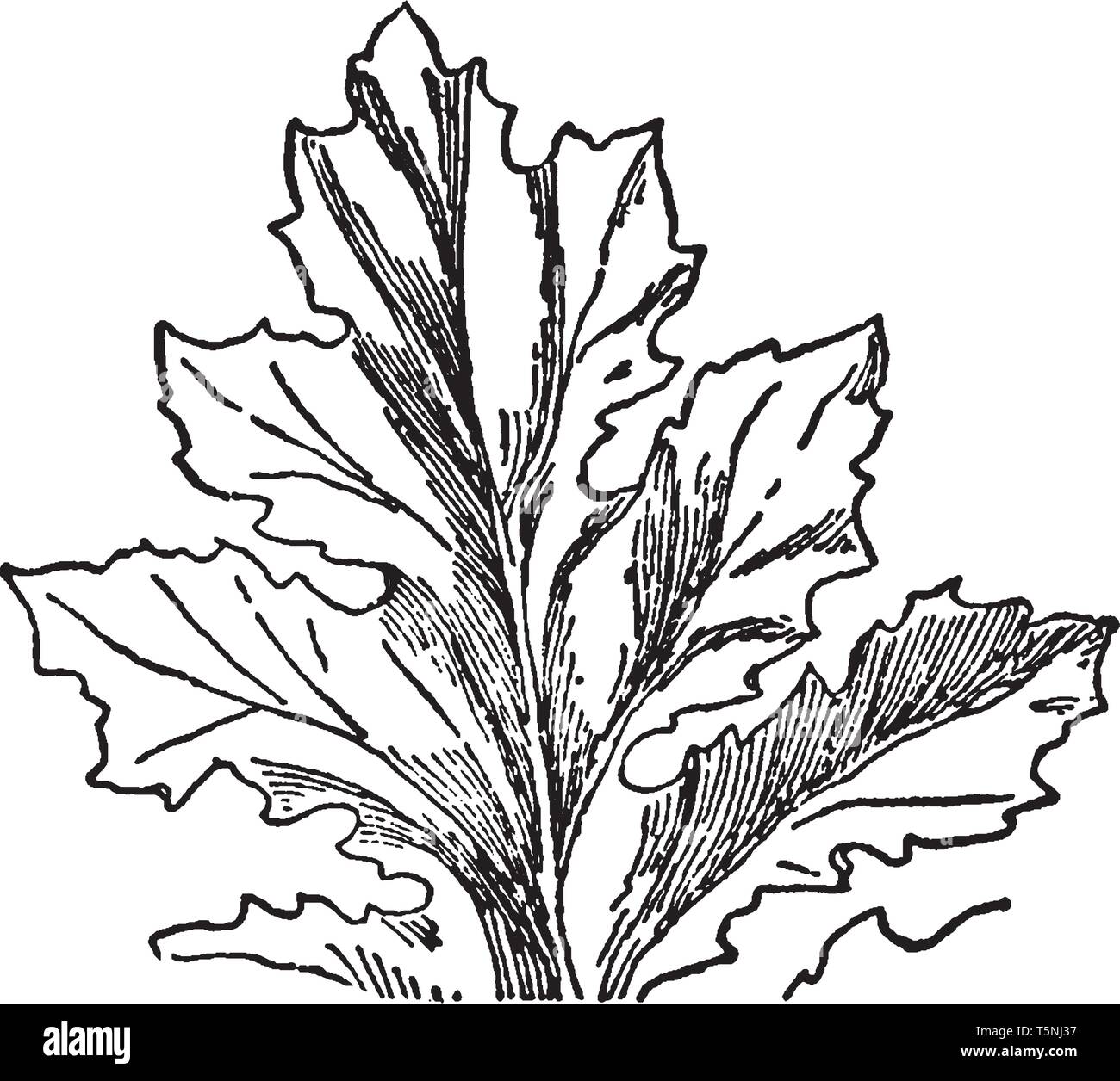 The leaves of acanthus are deeply cut sinuate. The leaf is delicate and ...