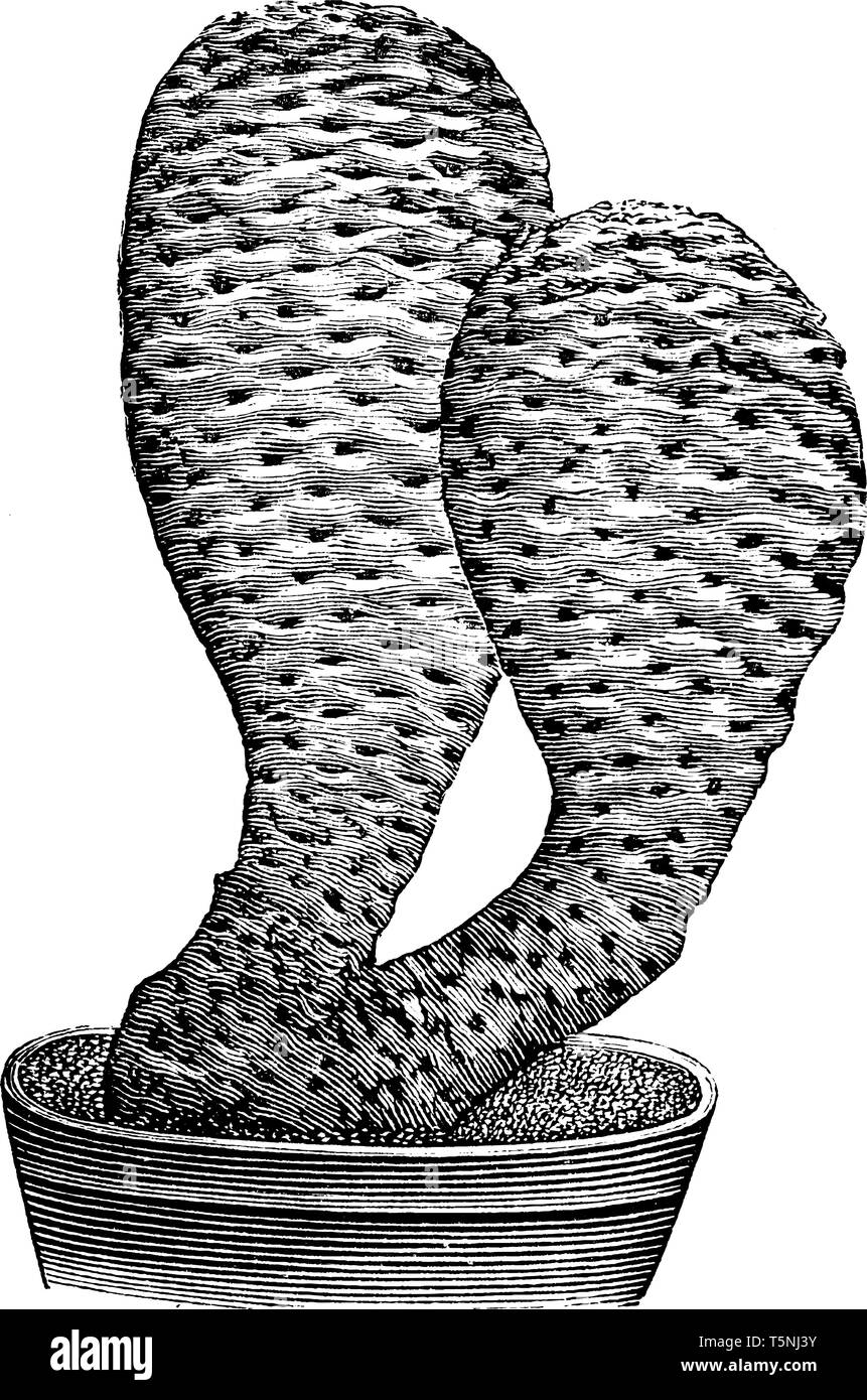 Orange variety Black and White Stock Photos & Images - Alamy