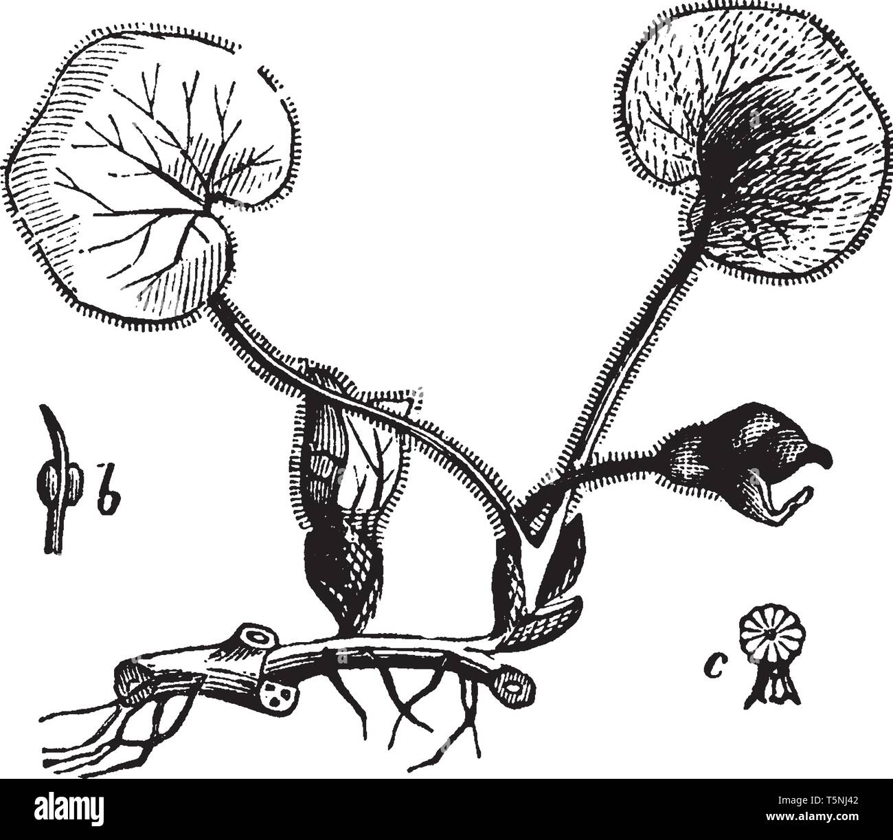 Tall perennial flowering plant Stock Vector Images - Alamy