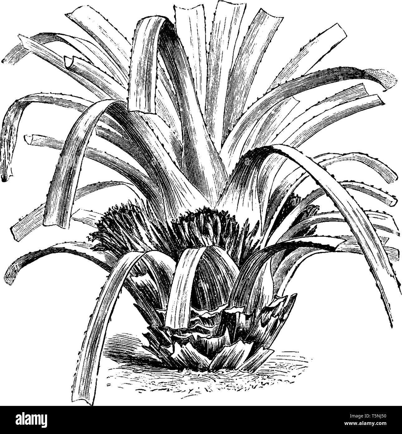 Edible base Stock Vector Images - Alamy