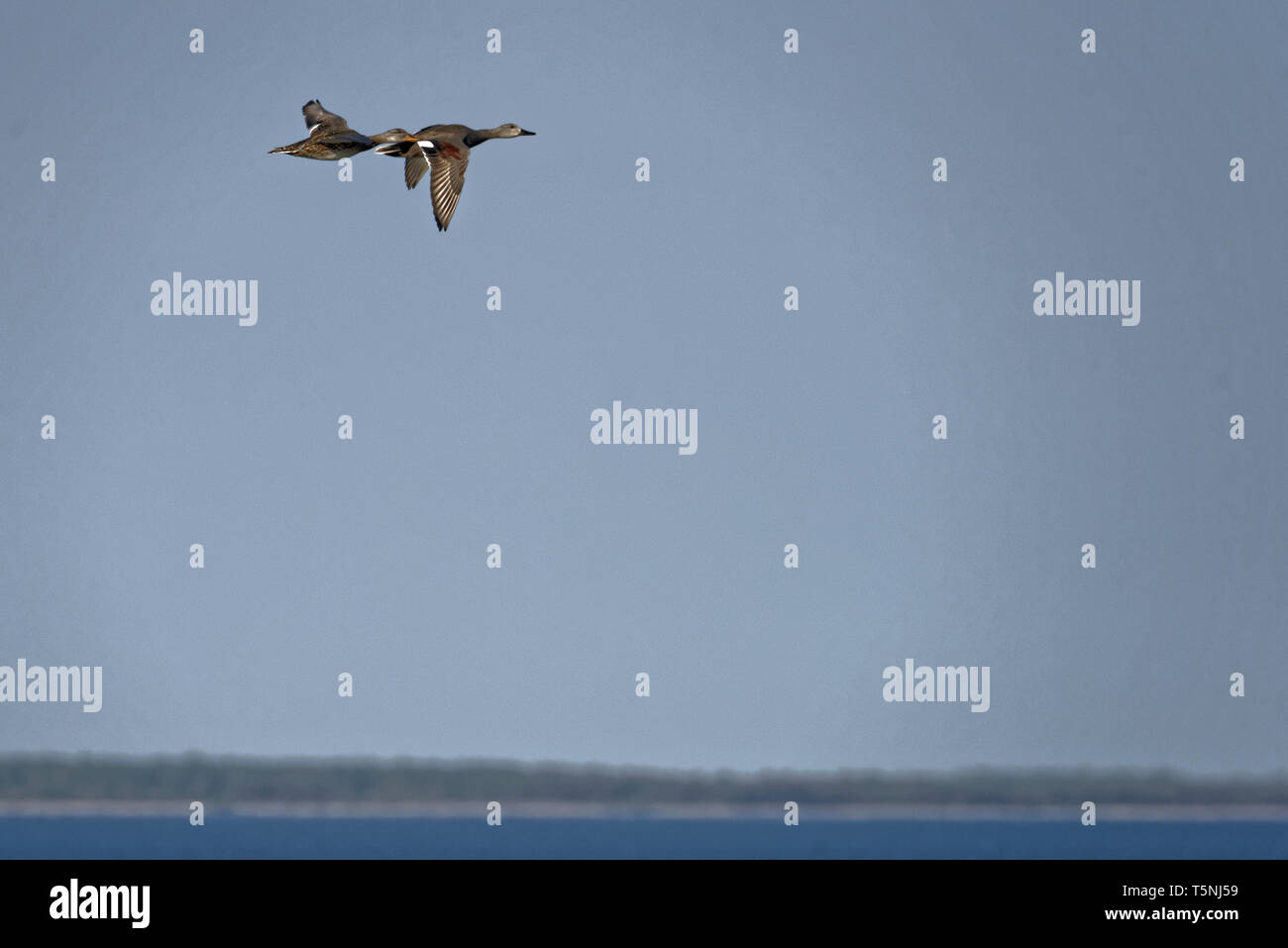 Bird flying sky Stock Photo - Alamy