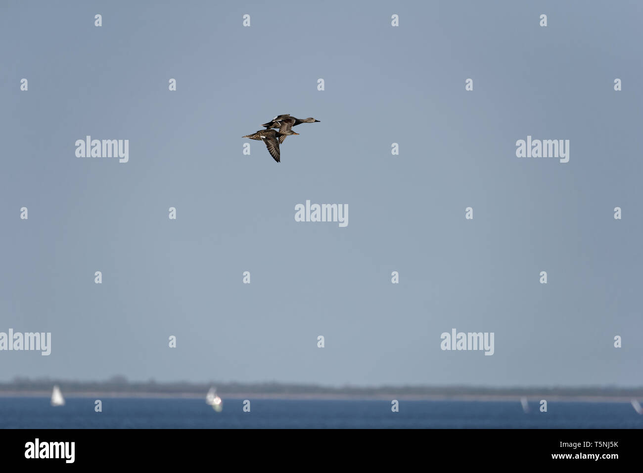 Bird flying sky Stock Photo - Alamy