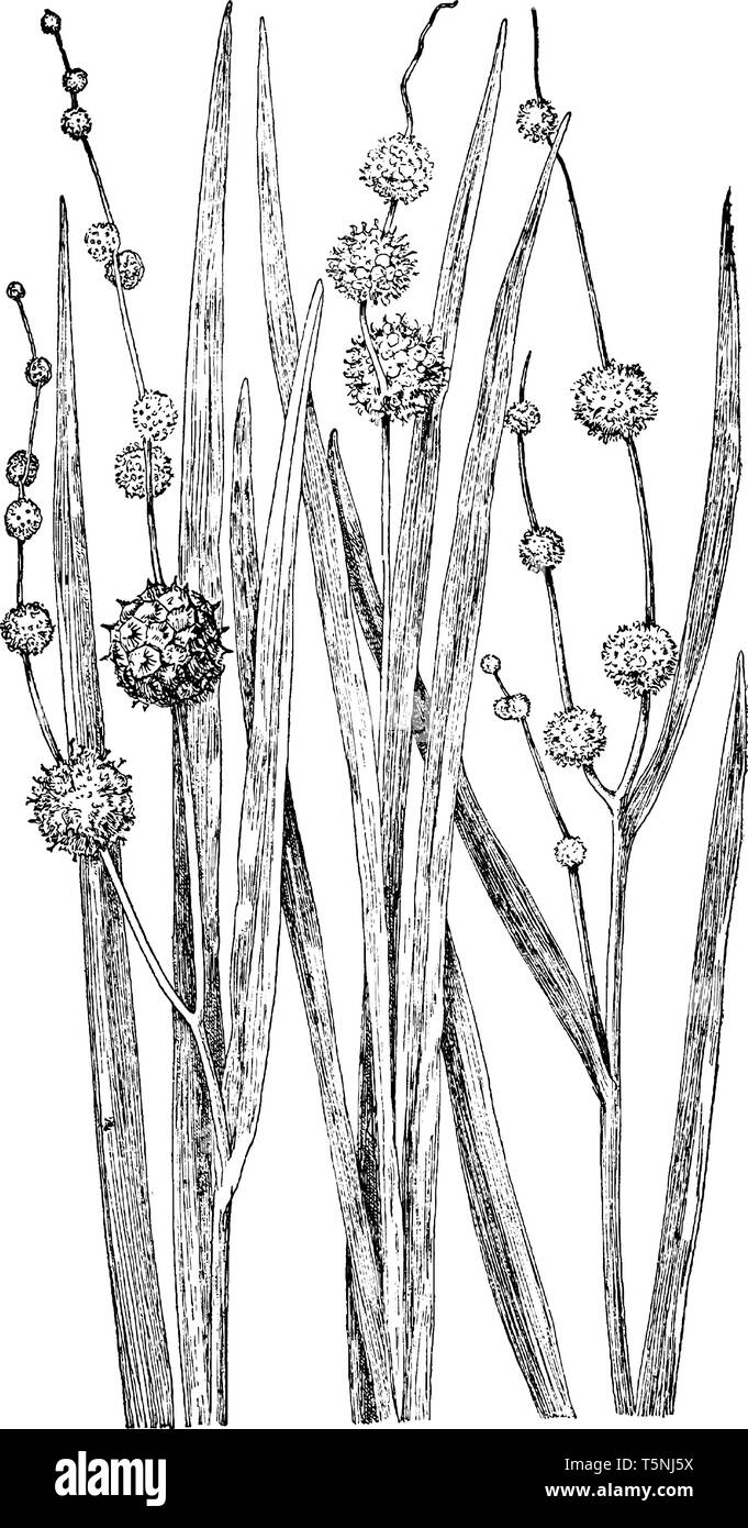 The Bur reed is moderately tall. The leaves are long and slightly ...