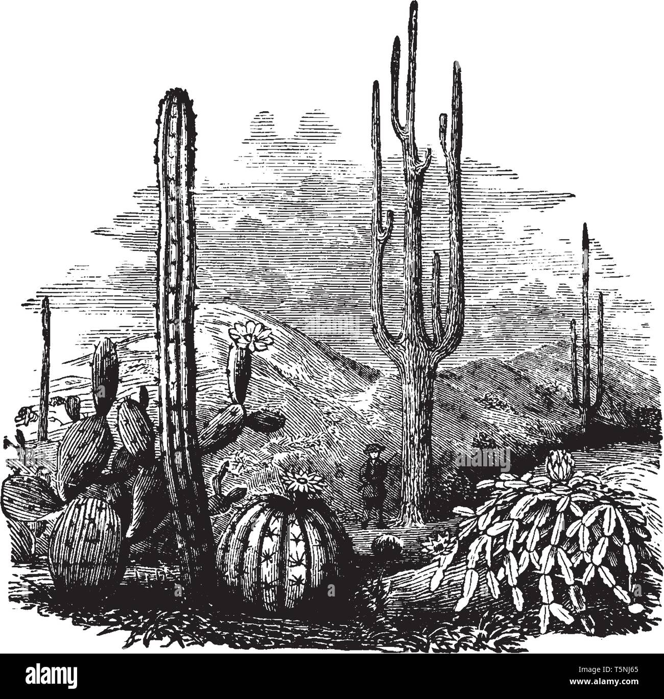 Cacti are hardy and it can be grown outdoors even where temperatures ...