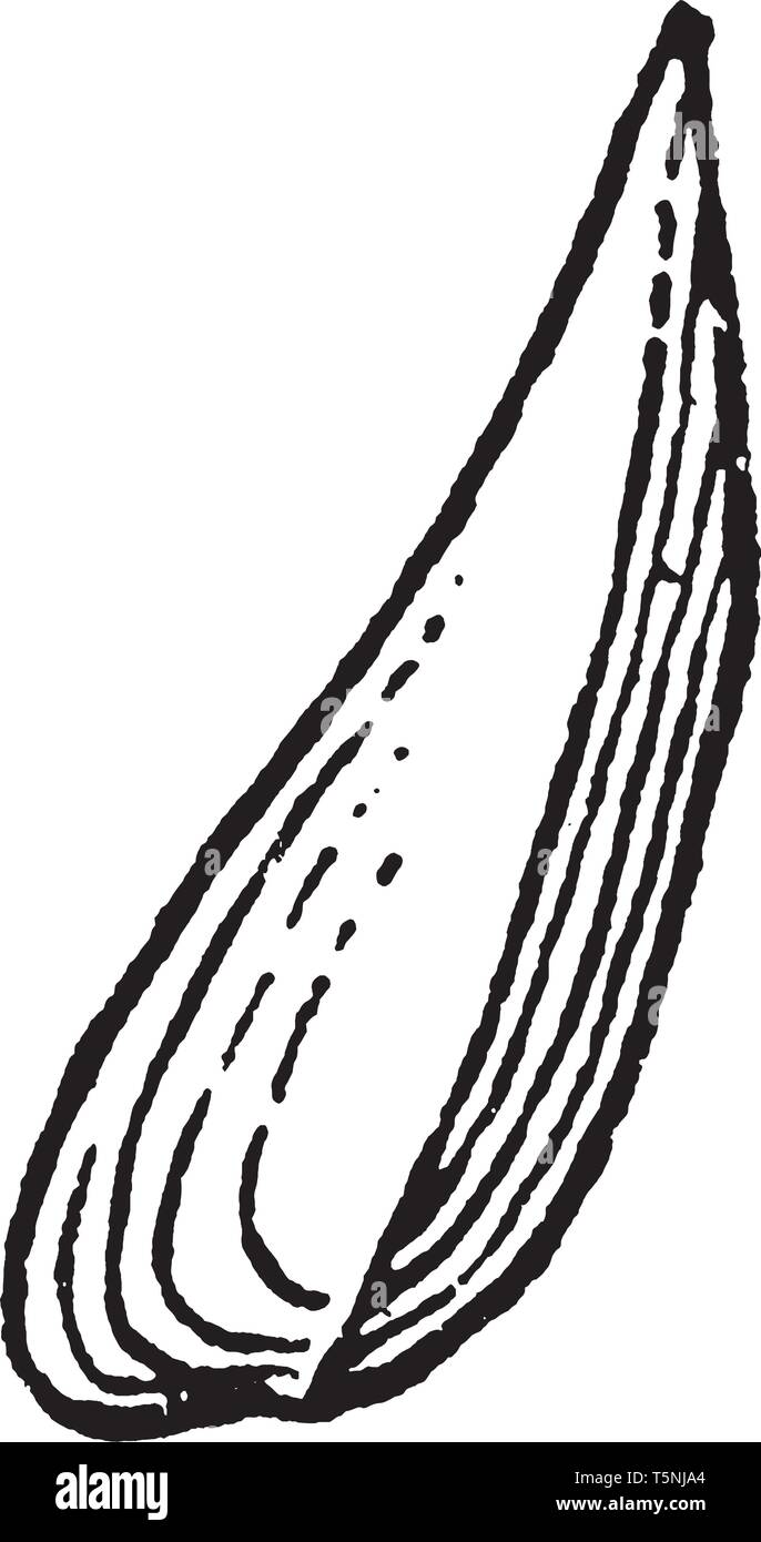 Swollen vector vectors hi-res stock photography and images - Alamy