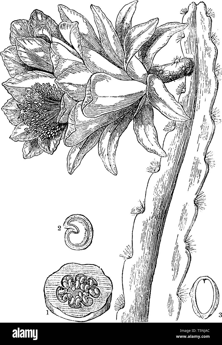 Loasa hi-res stock photography and images - Alamy