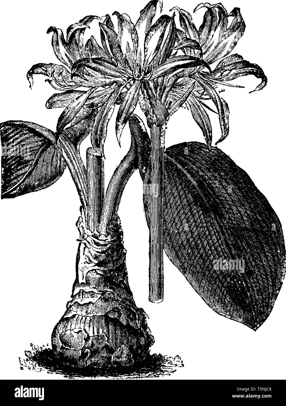 Snap of a flowering plant whose leaves are green, elliptical and trunk ...