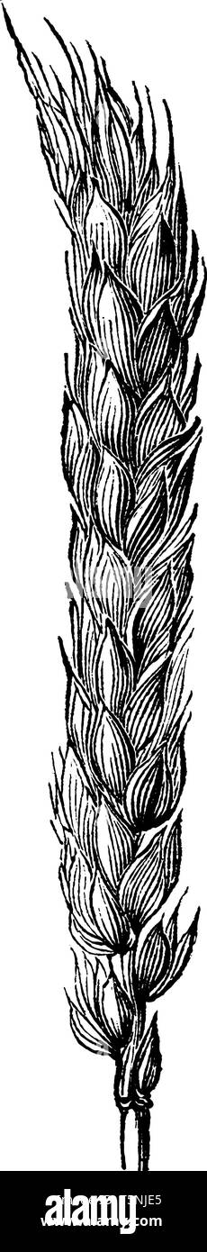 The wheat seeds are thick and dense. Looks like an oval, and it is not ...