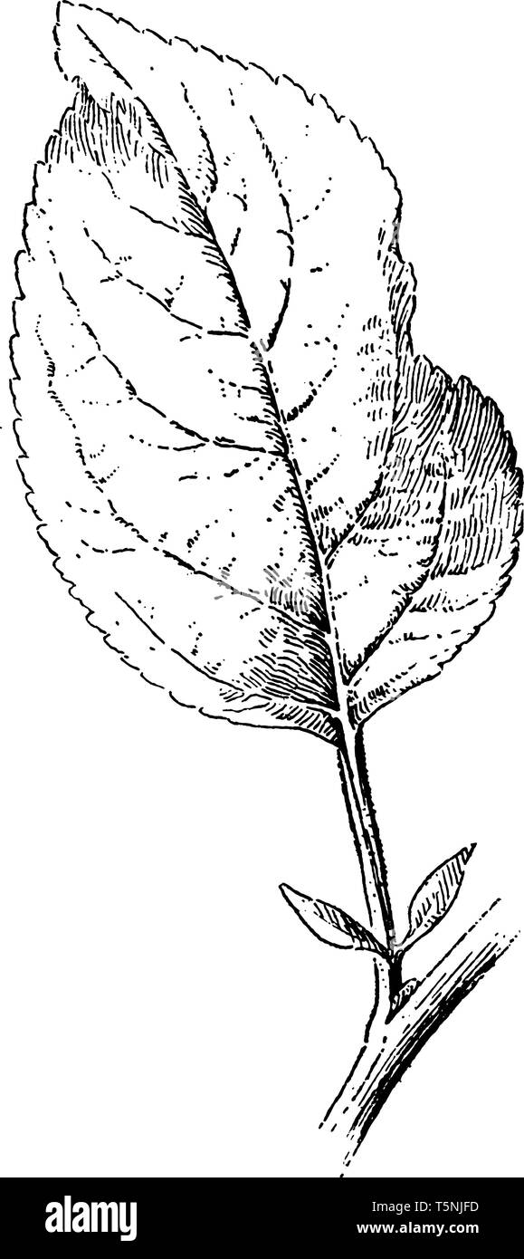 Bottom edges Black and White Stock Photos & Images - Alamy