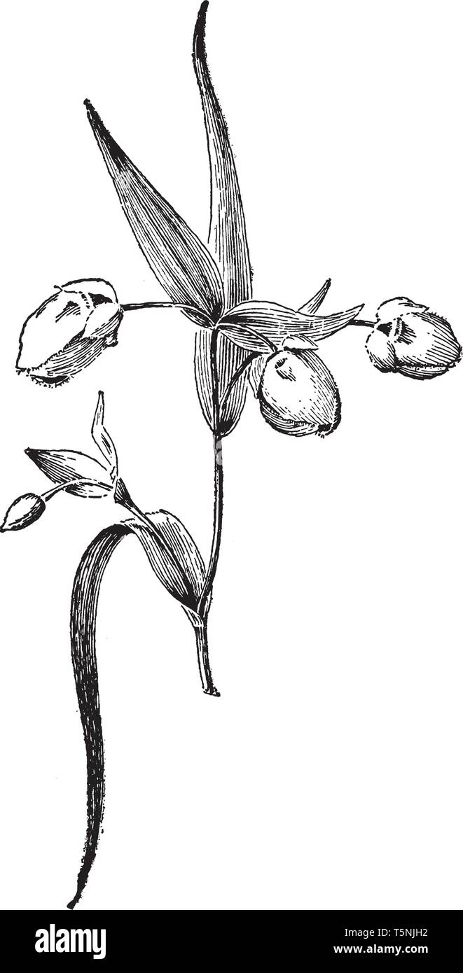 This is a flowering branch of Calochortus Albus. It is a perennial herb ...