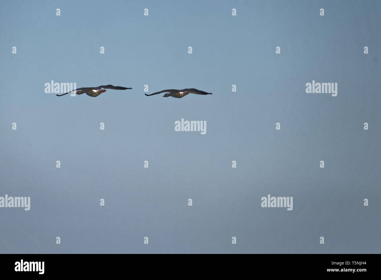 Bird flying sky Stock Photo - Alamy