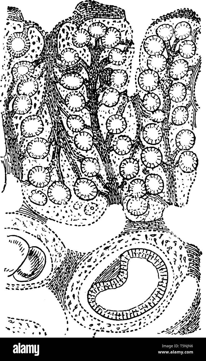 Section of a sponge Showing inhalant canals flagellate chambers a ...