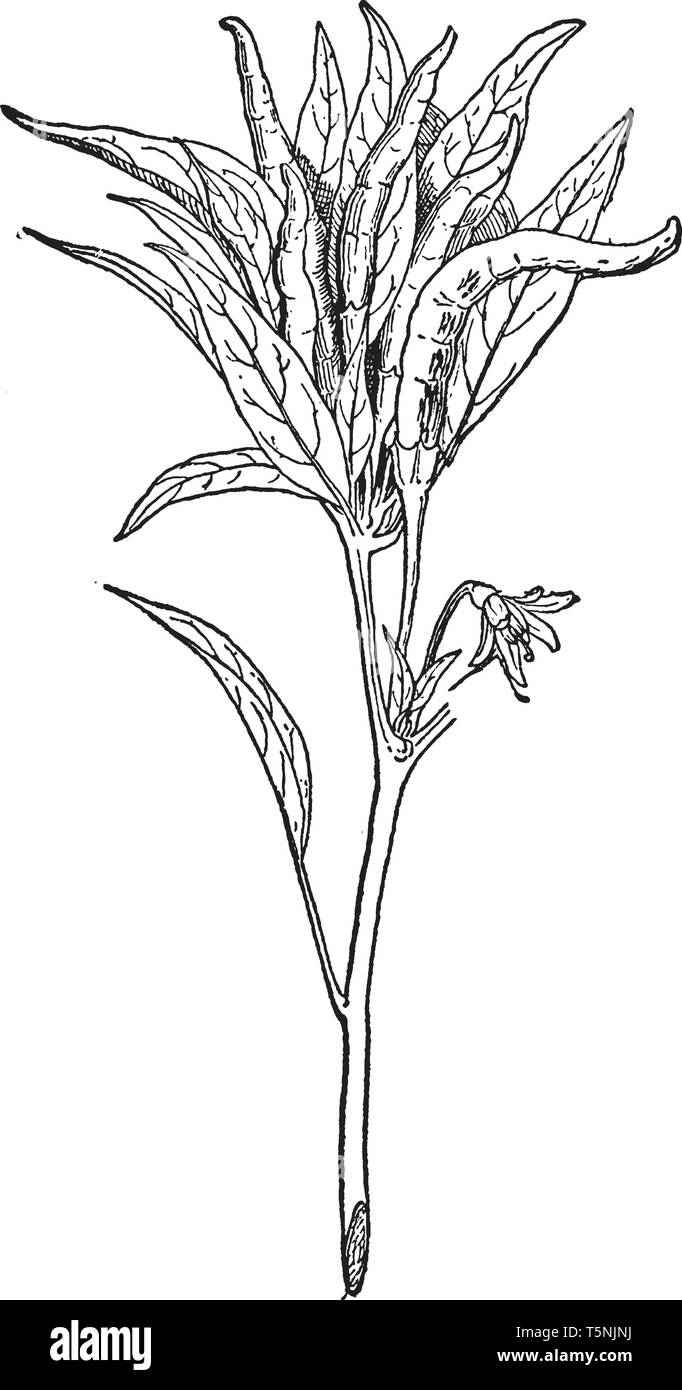 Kidney shaped seeds Black and White Stock Photos & Images - Alamy