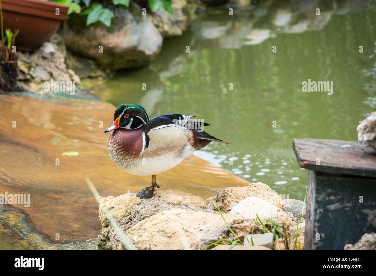 Pato de la florida hi-res stock photography and images - Alamy