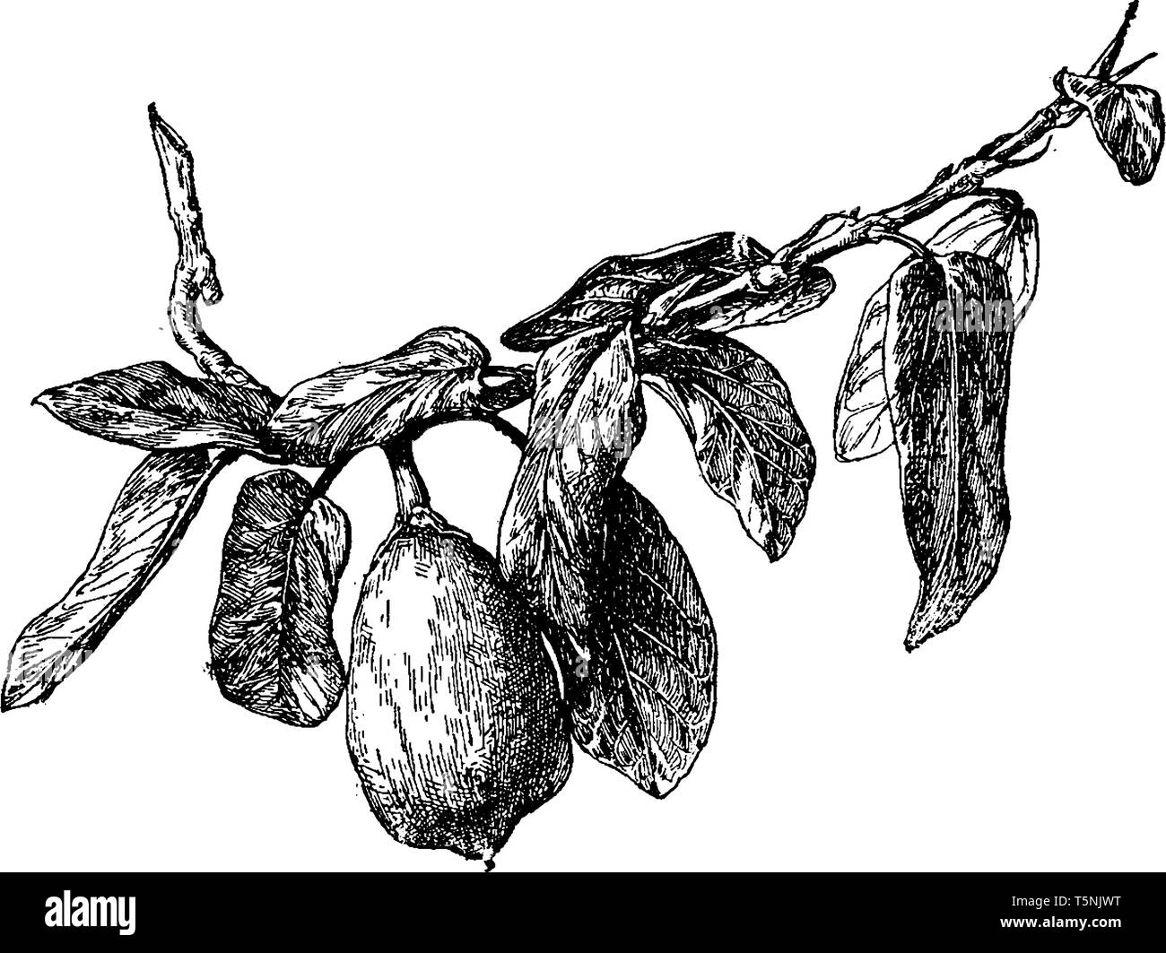 Ficus pumila plant Stock Vector Images - Alamy