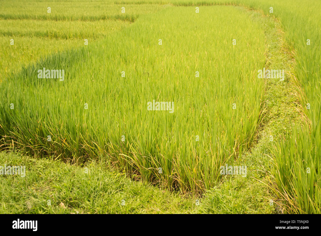 Rice fields small villages hi-res stock photography and images - Alamy