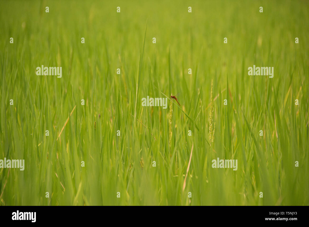 Bright green rice fields close to Luang Prabang, Laos Stock Photo - Alamy