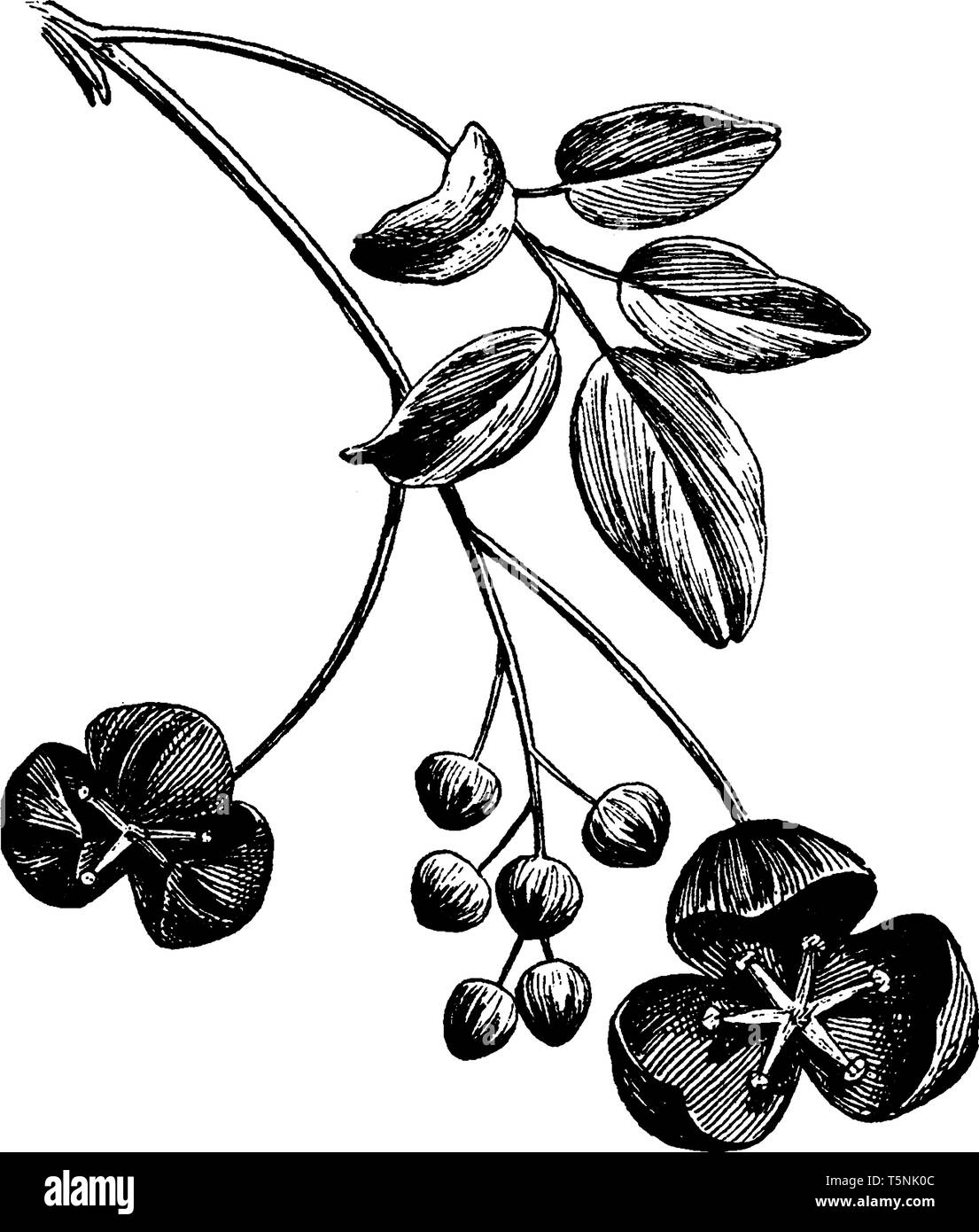 Round shaped flower Cut Out Stock Images & Pictures - Alamy