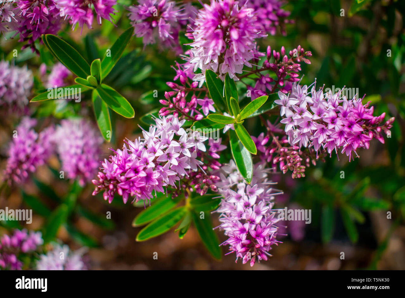 Hebe Plant High Resolution Stock Photography and Images - Alamy