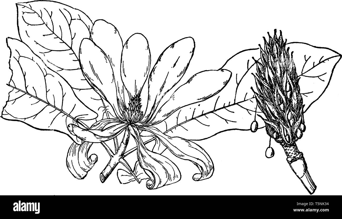 Large tree magnolia Stock Vector Images - Alamy