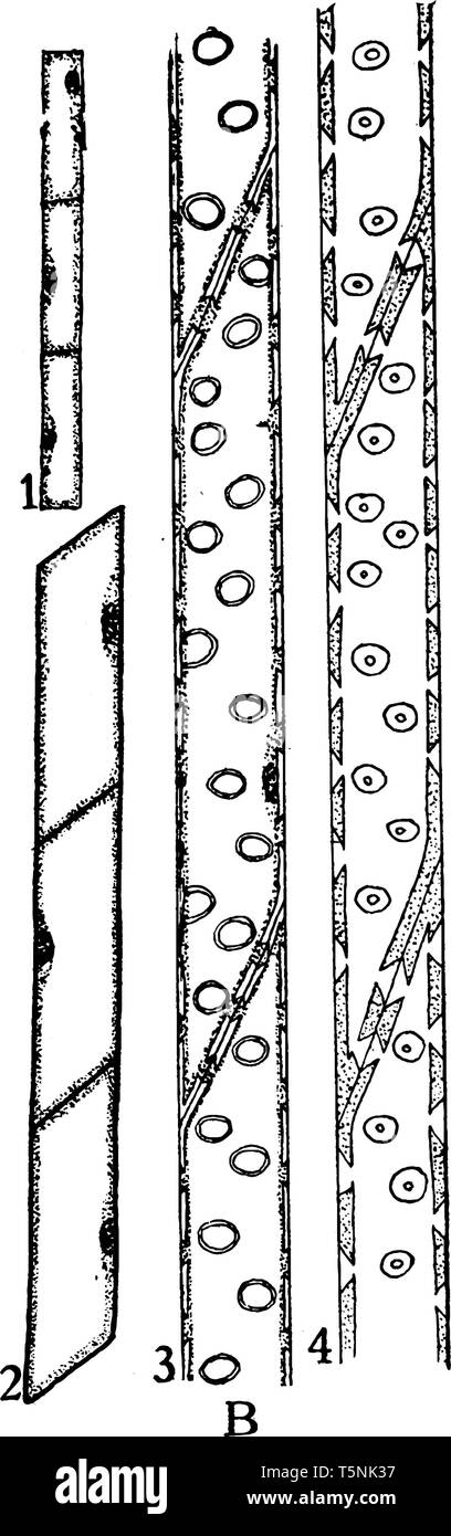 This picture showing a xylem development. This image showing a second ...