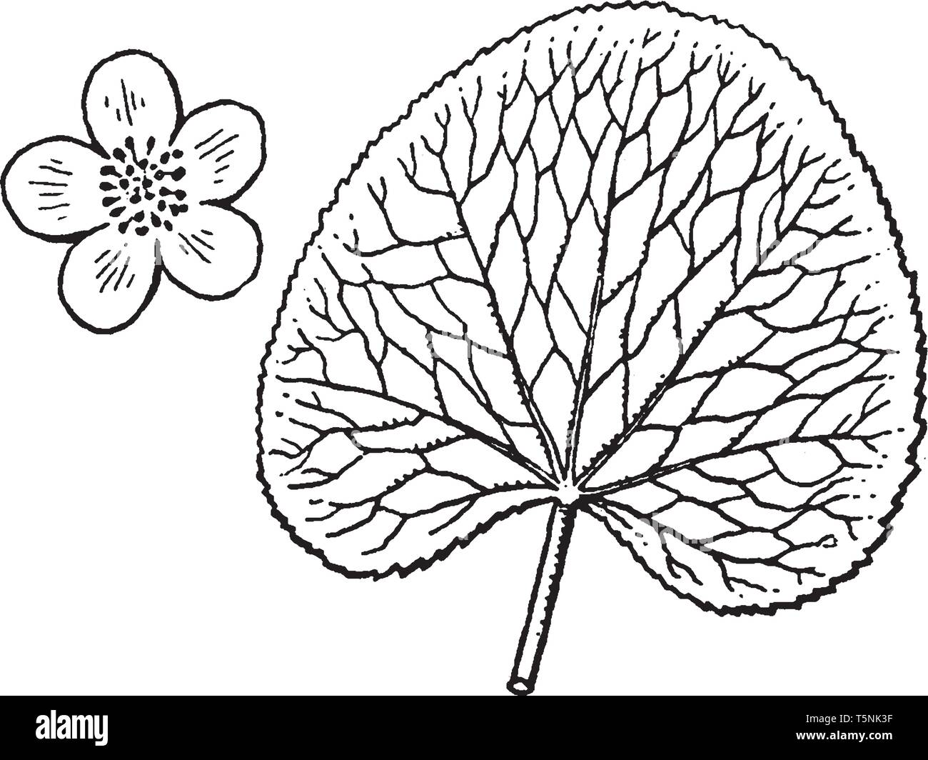 Kidney shaped leaves hi-res stock photography and images - Alamy
