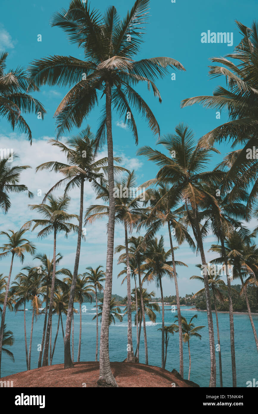 Palm trees on tropical beach, vintage toned and retro color stylized ...