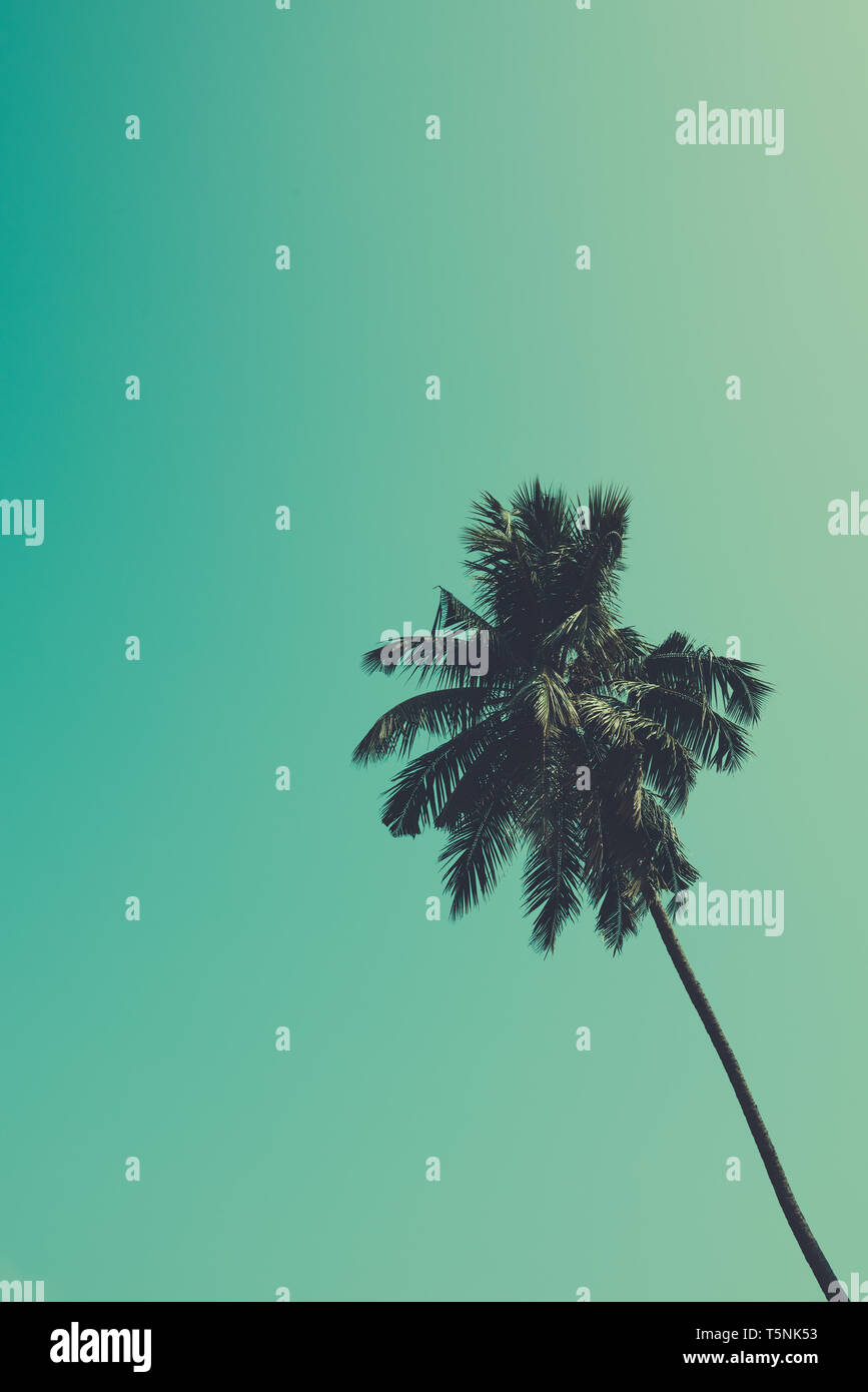Palm tree on tropical beach, vintage toned and retro color stylized ...