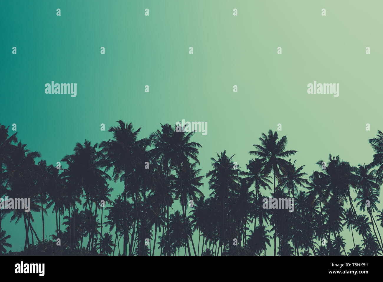 Palm trees on tropical beach, vintage toned and retro color stylized ...