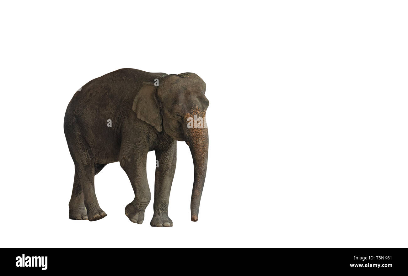 Closeup Movement of Asian Elephant Isolated on White Background with ...