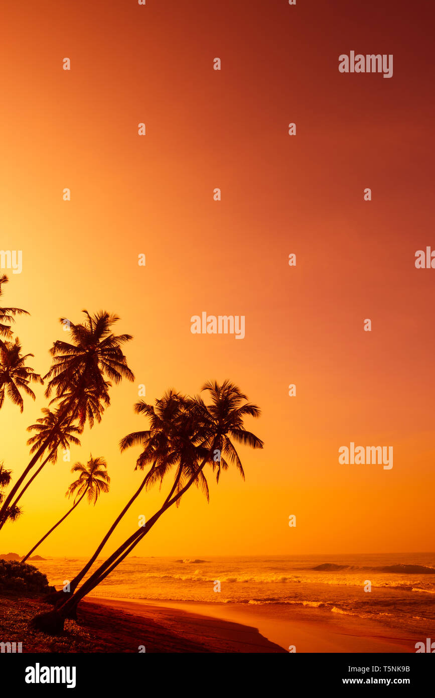 Sunset on tropical beach Stock Photo - Alamy
