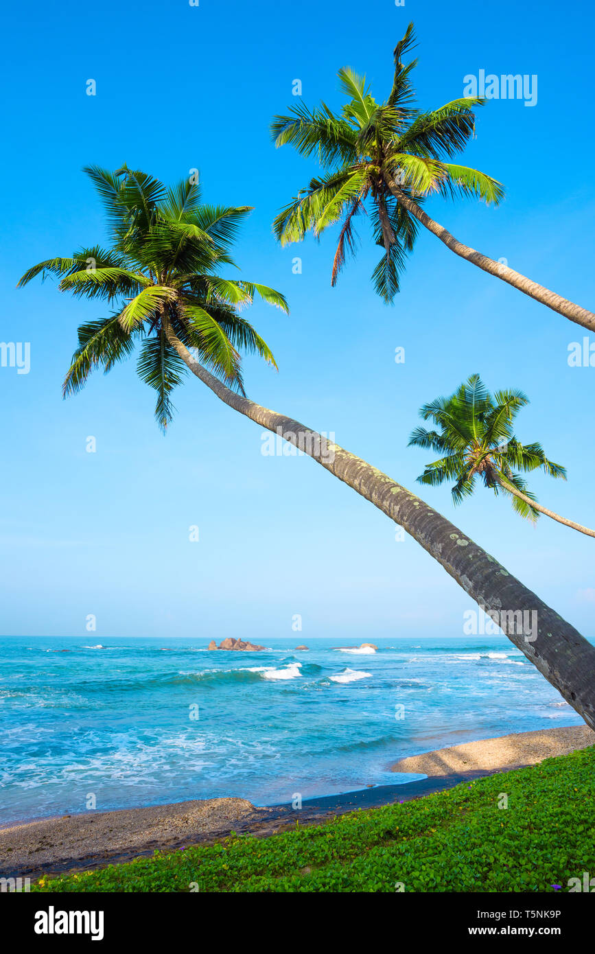 Tropical palm trees on ocean beach Stock Photo - Alamy
