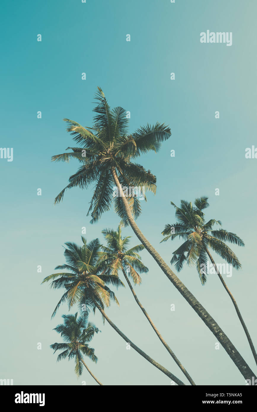 Palm trees vintage color stylized Stock Photo - Alamy
