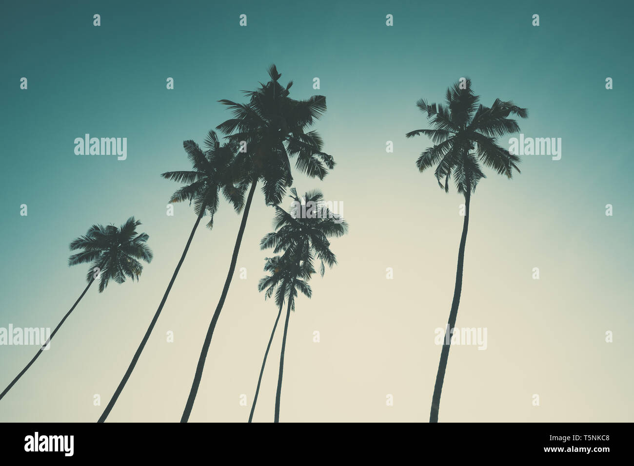 Palm trees vintage color stylized Stock Photo - Alamy
