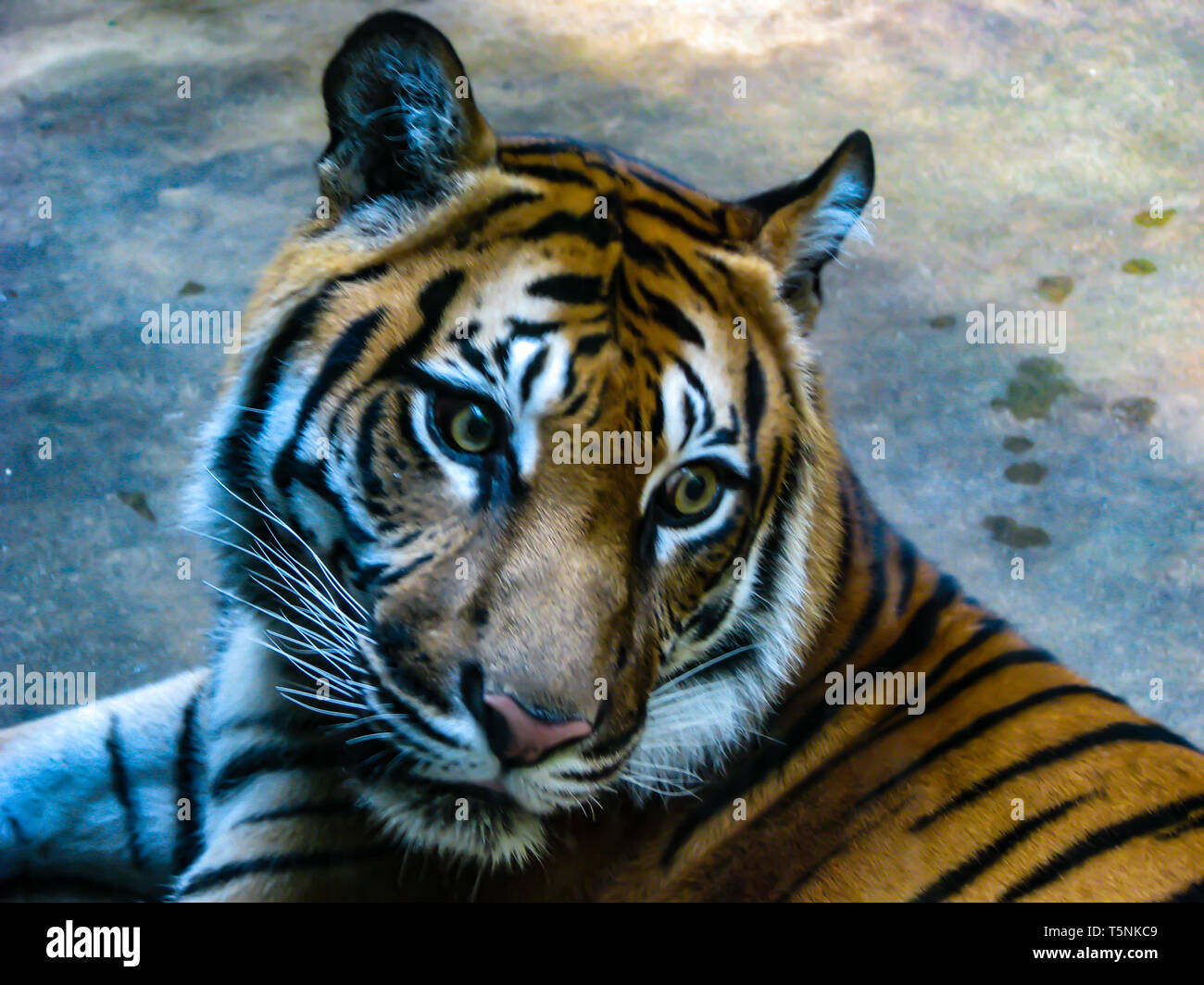 Beautiful tiger looks around with interest. Sandy background Stock ...
