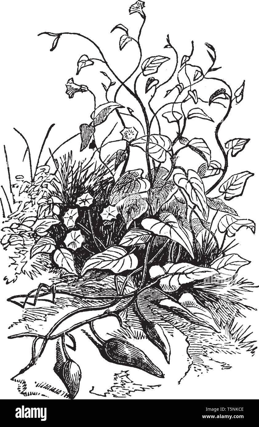 The Batata tree has spreading on ground level, the Batata tree ...