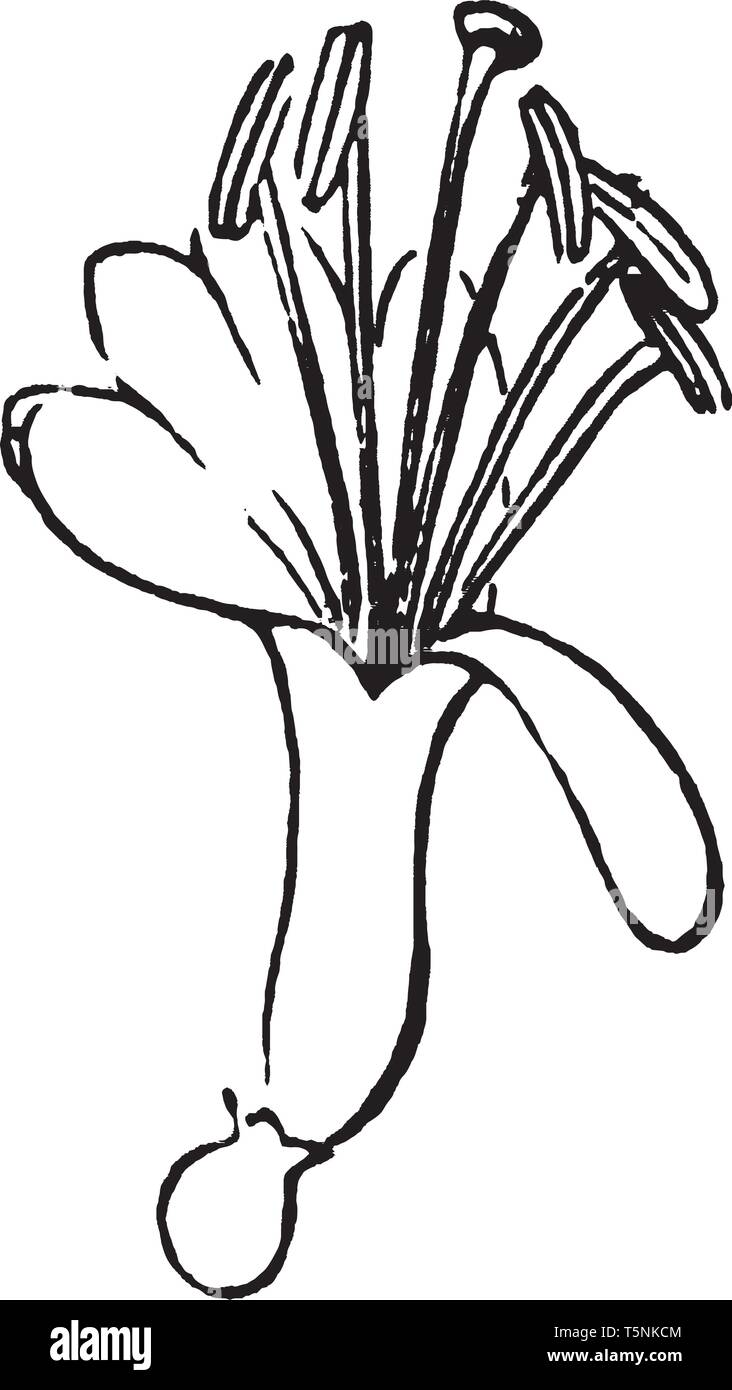 Honeysuckle Scientific Drawing
