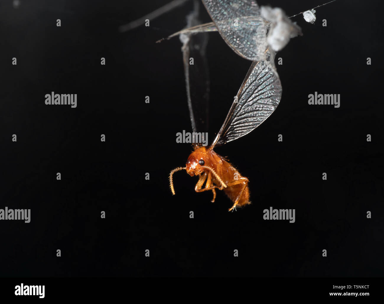 Macro Photography of Little Insect Stuck on The Spider Web Isolated on ...