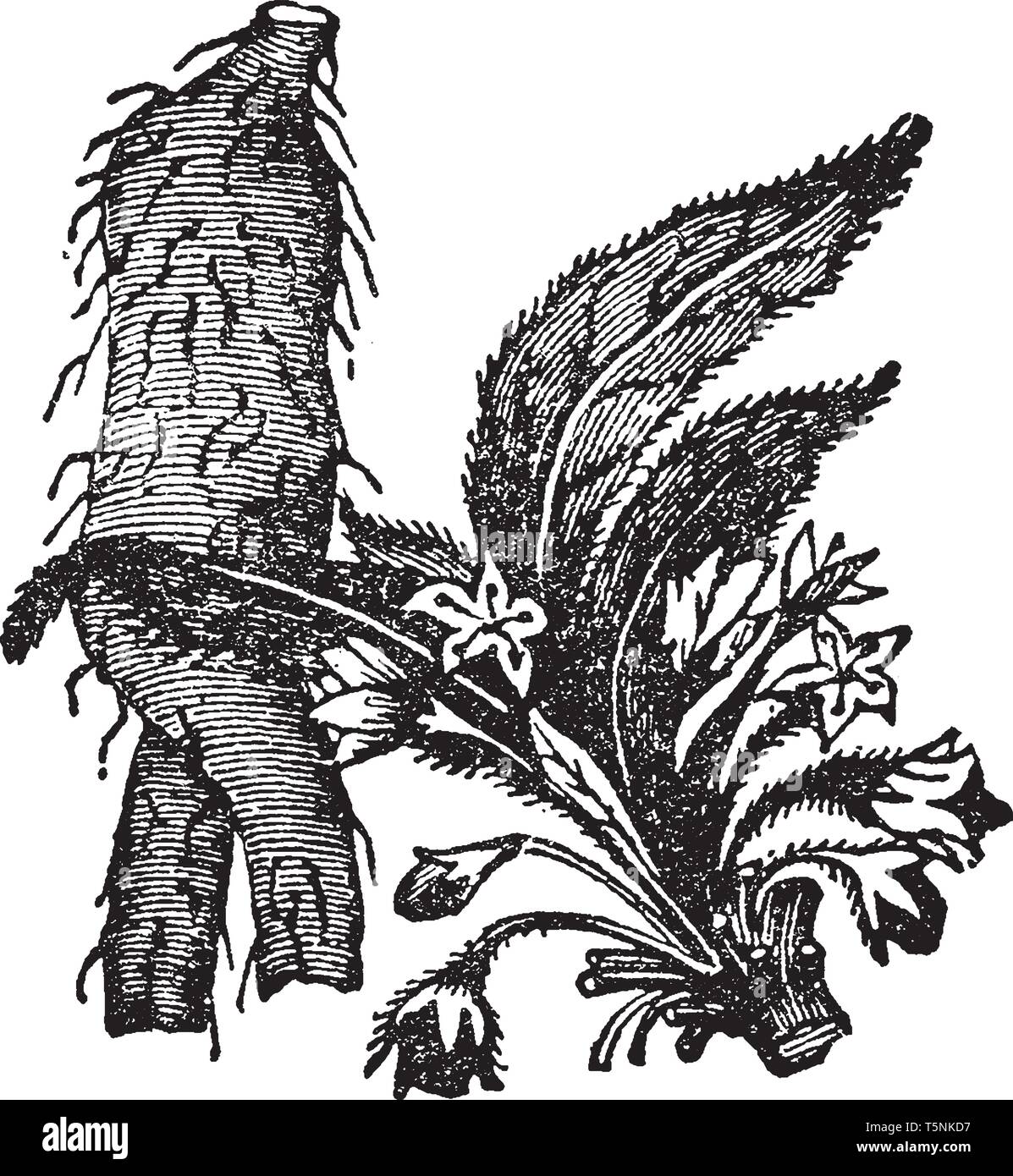 Mandrake illustration hi-res stock photography and images - Alamy