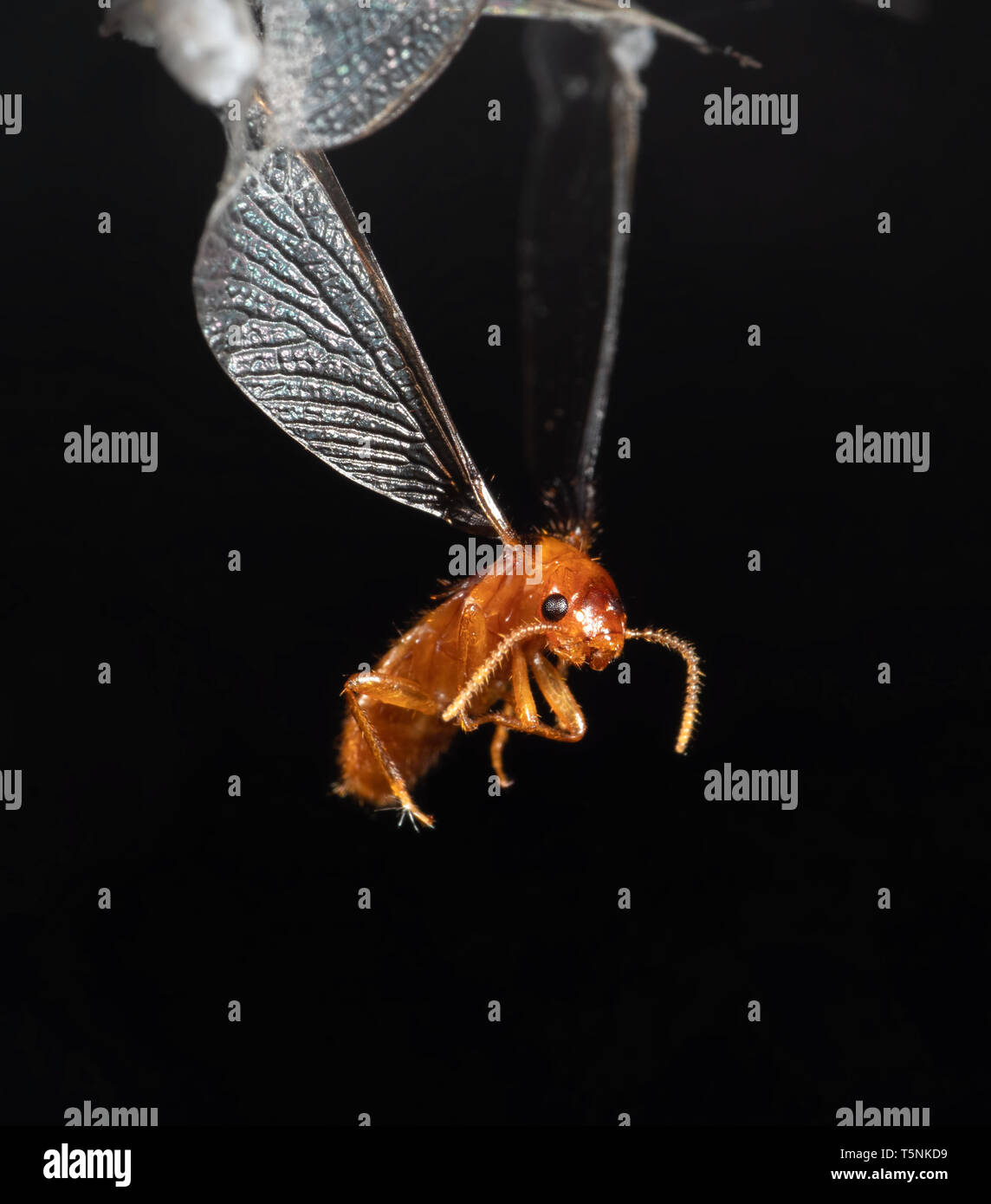 Macro Photography of Little Insect Stuck on The Spider Web Isolated on ...