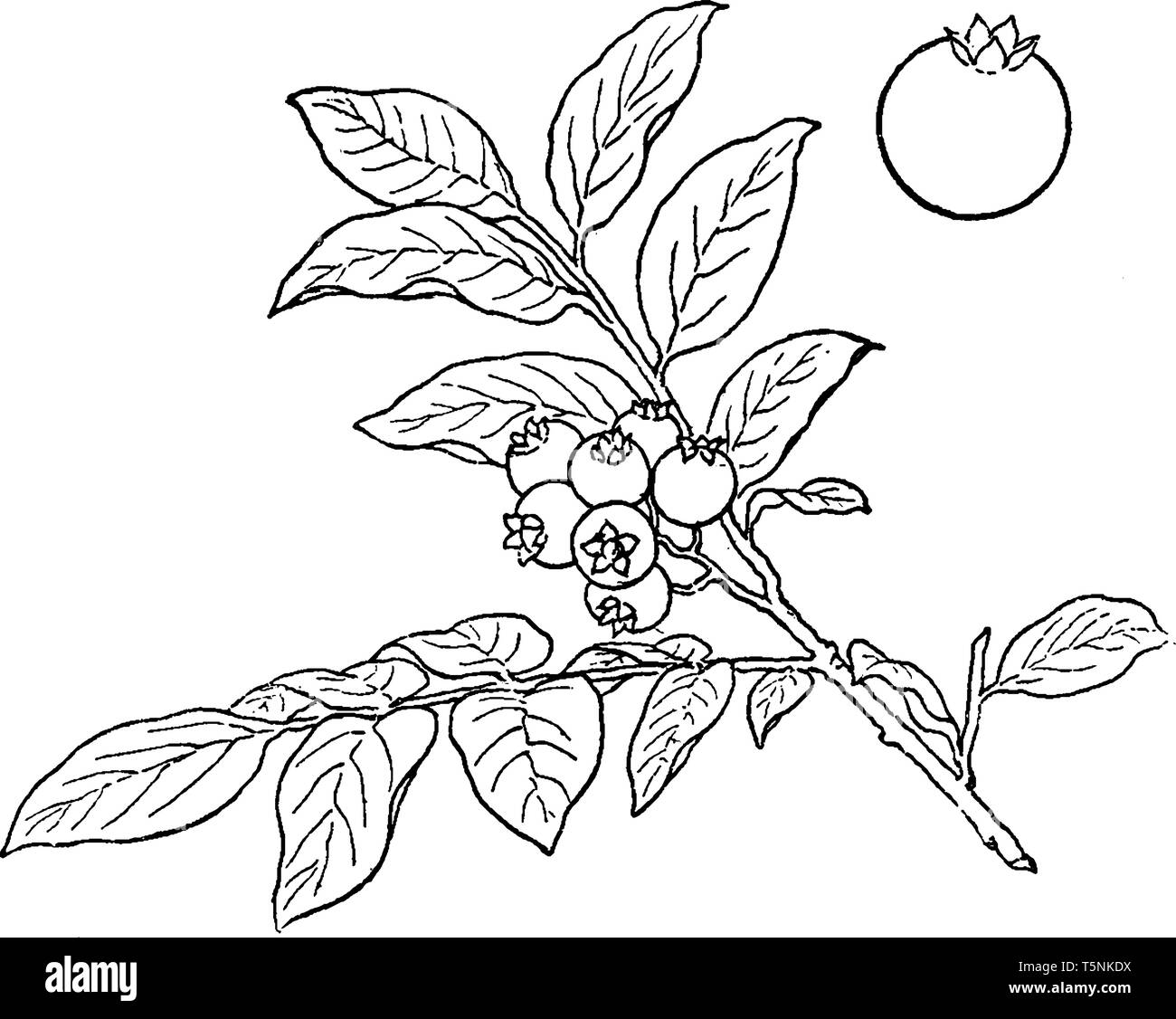 Indigo plant drawing hi-res stock photography and images - Alamy