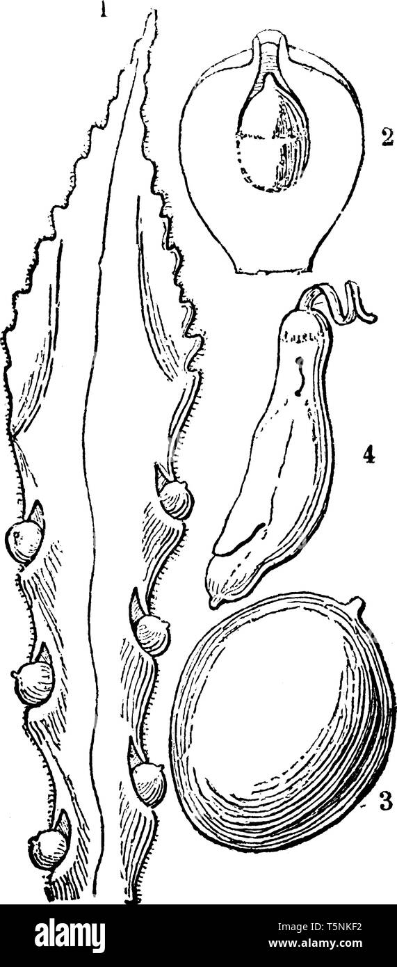 Sago production hi-res stock photography and images - Alamy