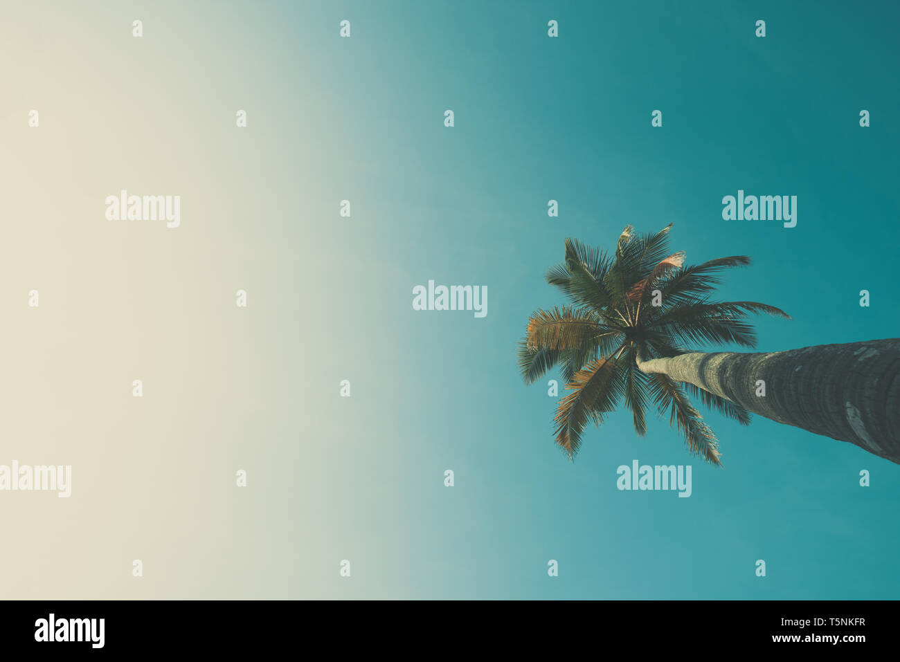 Palm tree over sky vintage color stylized Stock Photo - Alamy
