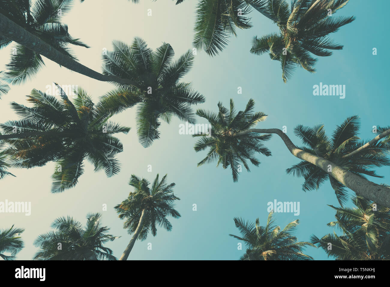 Coconut palm trees bottom view hi-res stock photography and images - Alamy